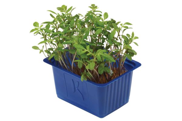 Aclla cress – moorea