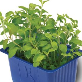 Limon cress – moorea