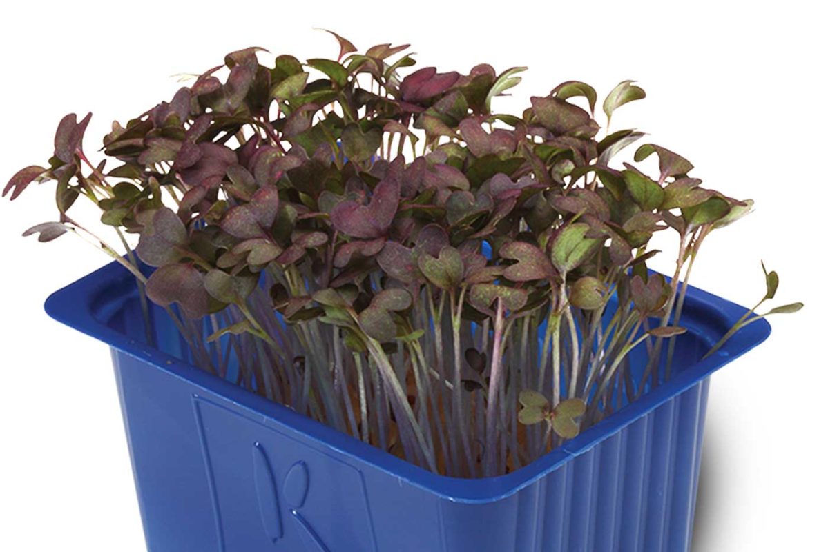 Red Mustard cress – moorea