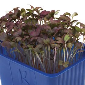 Rock Chives cress – moorea