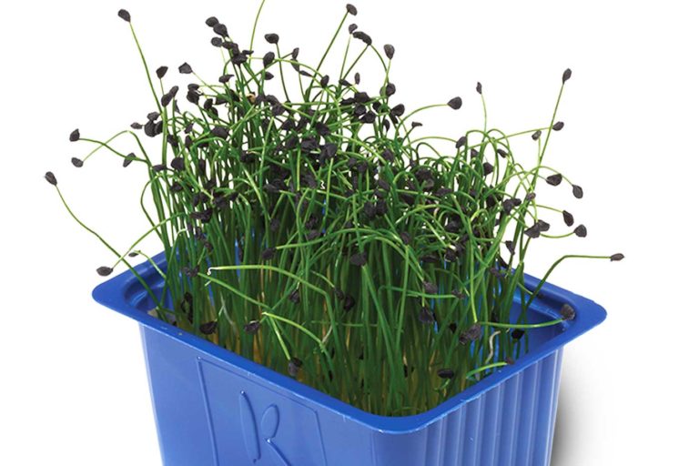 Rock Chives cress – moorea