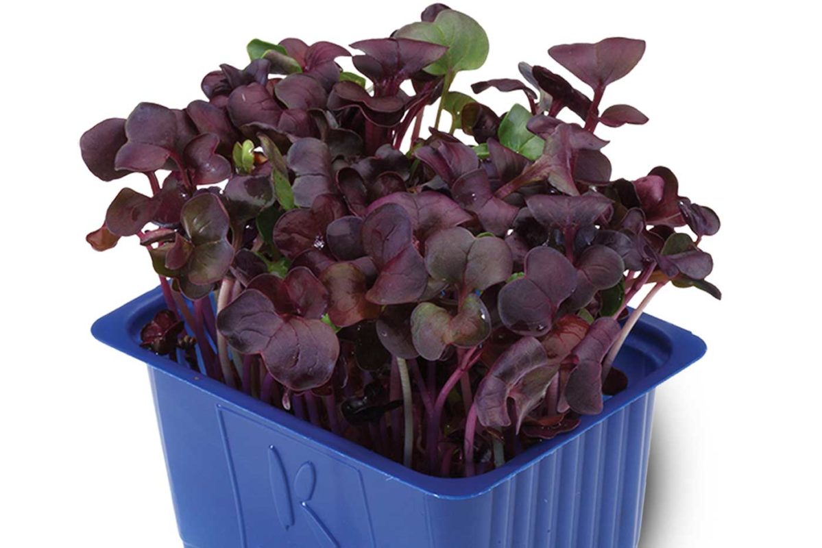 Sakura cress – moorea