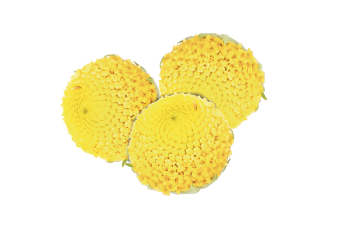 Sechuan buttons – moorea
