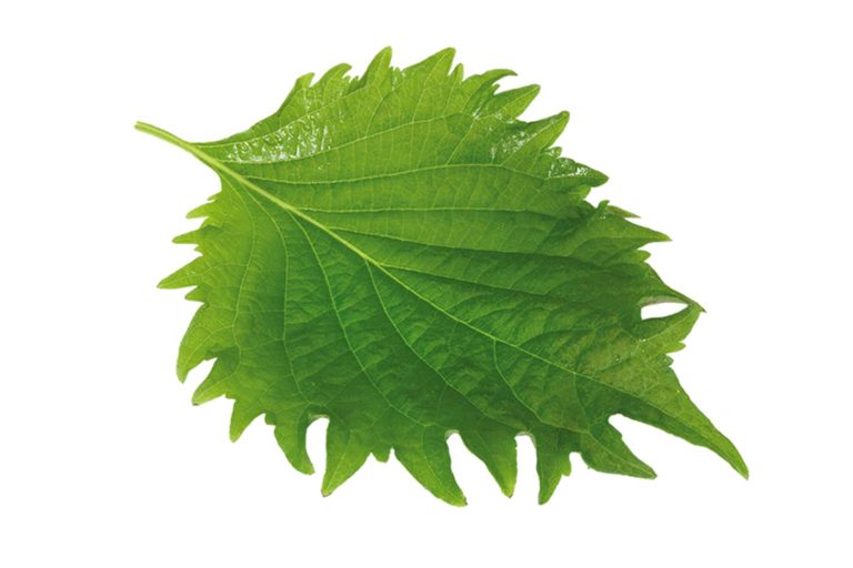 Shiso green leaves – moorea