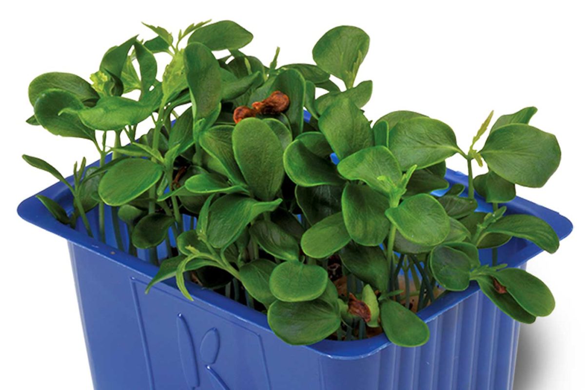 Tahoon cress – moorea
