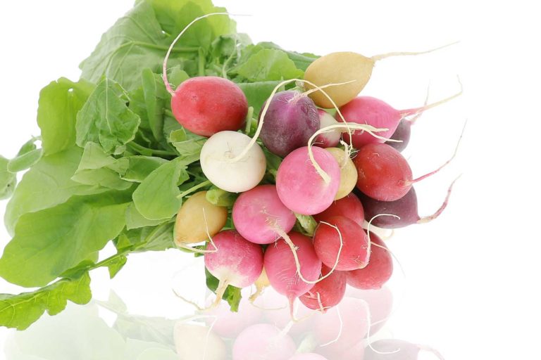 Radis multicolore – moorea